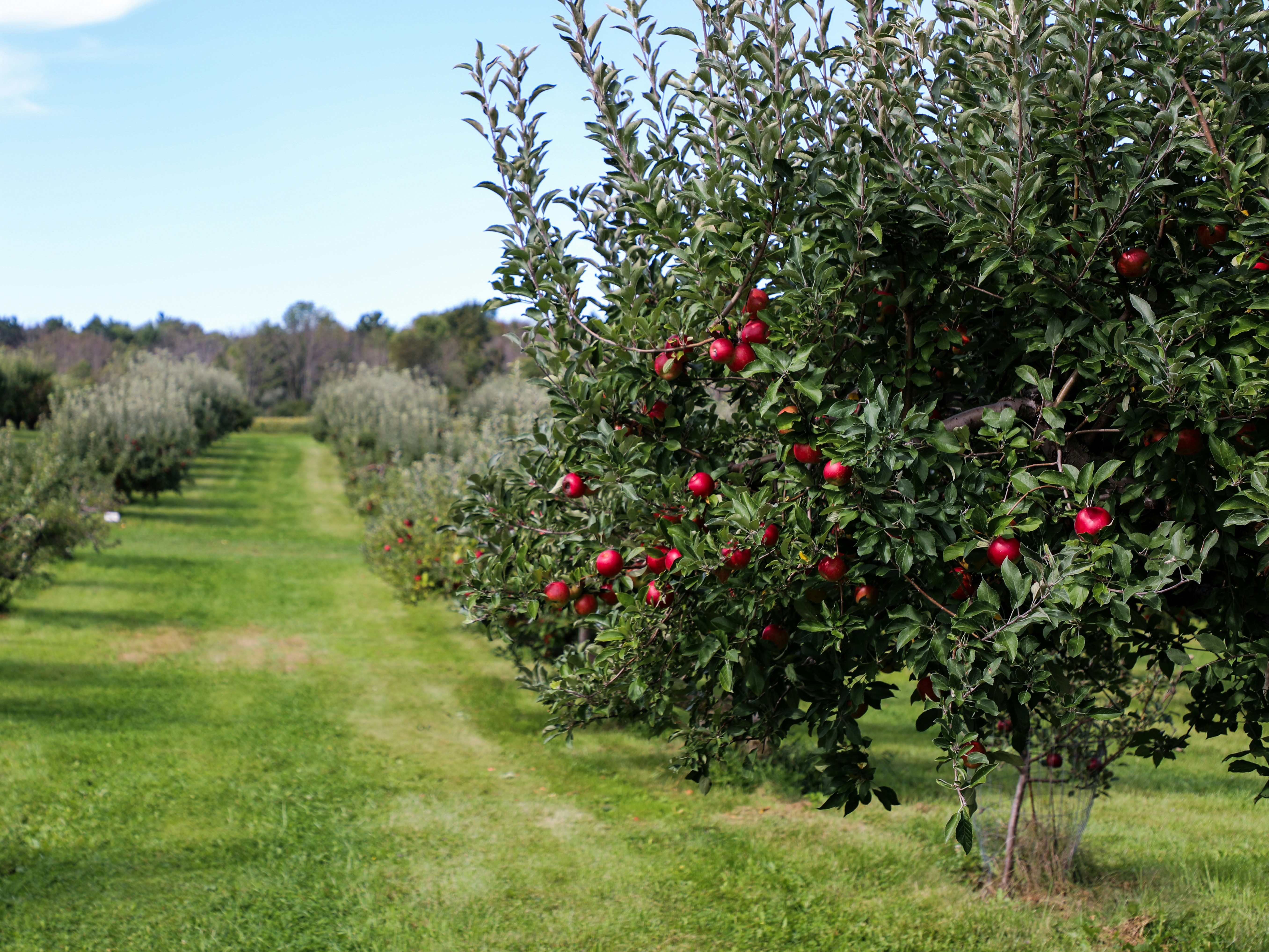 Where to Go Apple Picking This Fall in Vermont - Vermont Real Estate ...