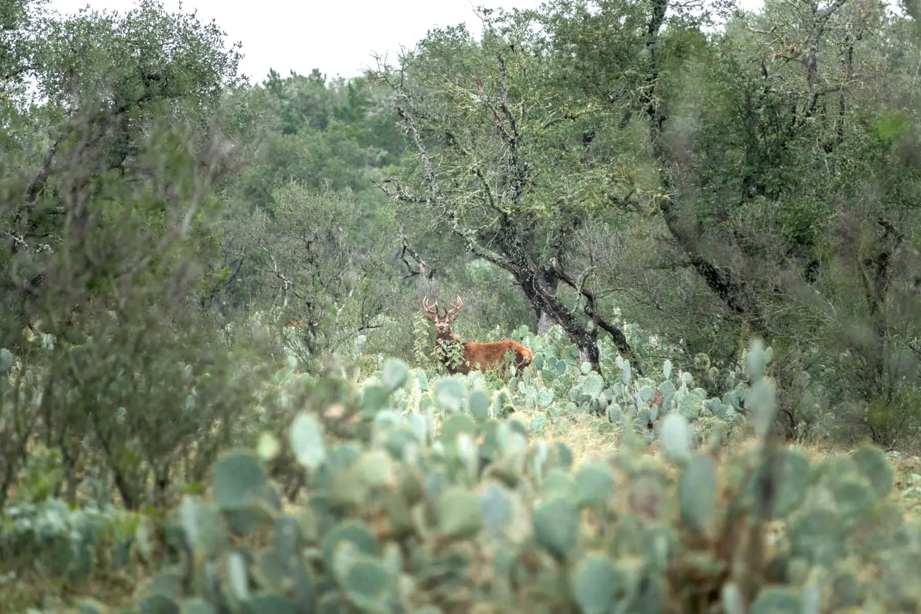 Eight Texas Ranches & the One Brokerage Entrusted to Sell Them