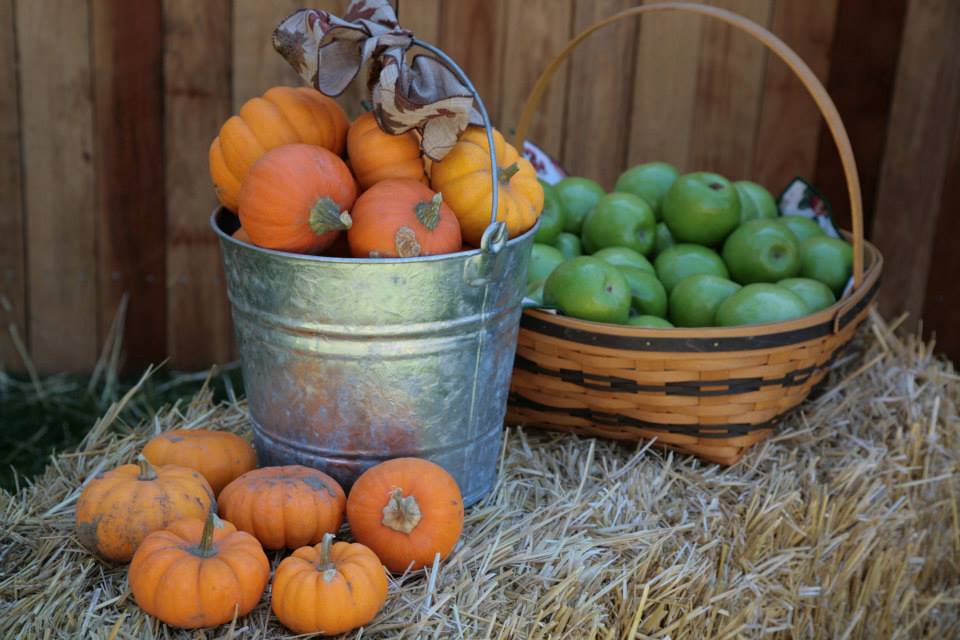 Best Pumpkin Patches in the Denver Metro Area - Corcoran Perry & Co.